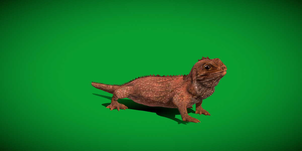 Tuatara Reptile - 3D Model by Nyilonelycompany