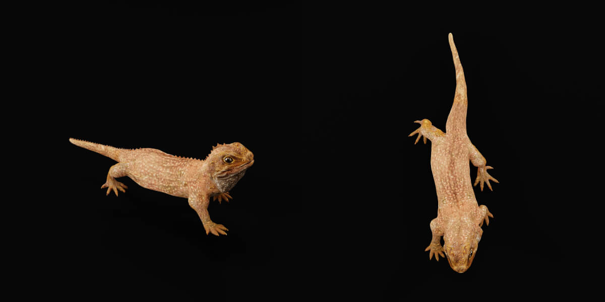 Tuatara Reptile - 3D Model by Nyilonelycompany