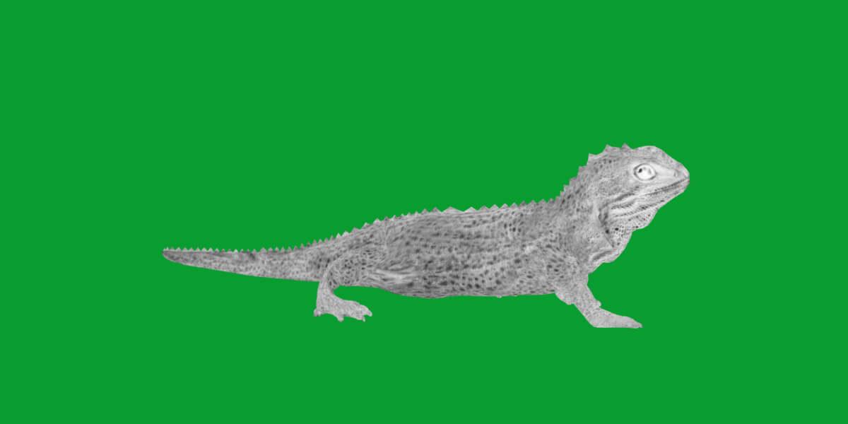 Tuatara Reptile - 3D Model by Nyilonelycompany