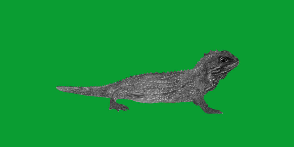 Tuatara Reptile - 3D Model by Nyilonelycompany