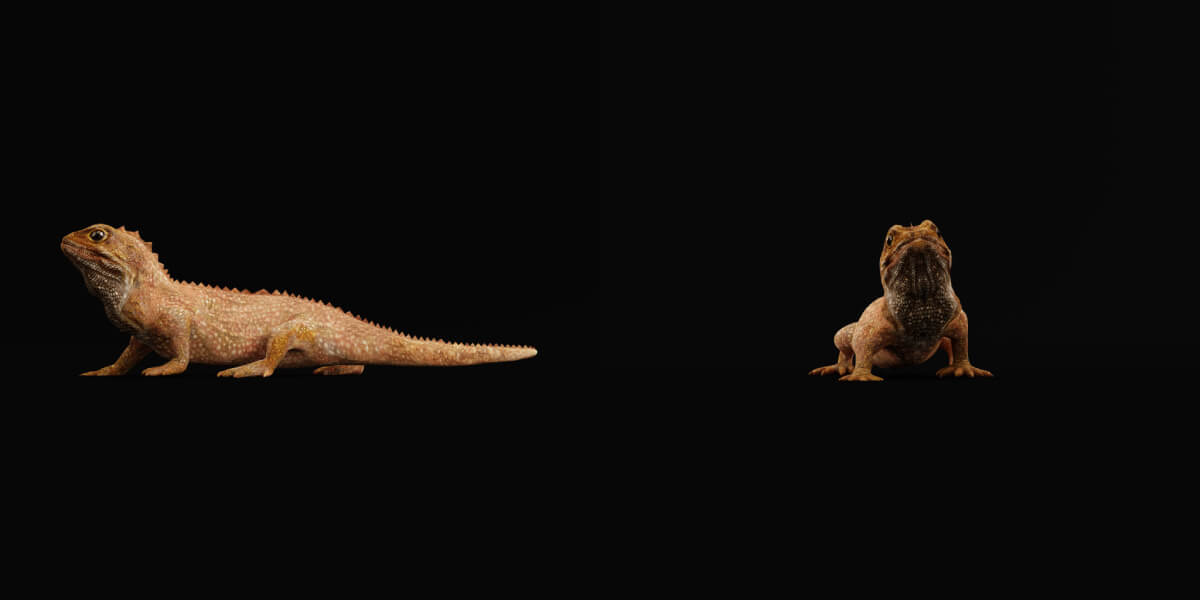 Tuatara Reptile - 3D Model by Nyilonelycompany