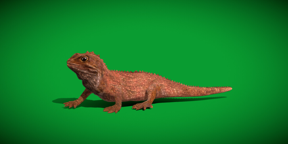 Tuatara Reptile - 3D Model by Nyilonelycompany
