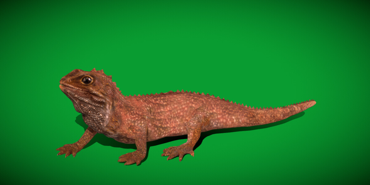 Tuatara Reptile - 3D Model by Nyilonelycompany