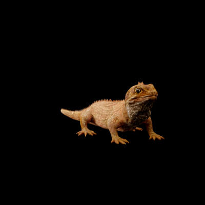 Tuatara Reptile - 3D Model by Nyilonelycompany