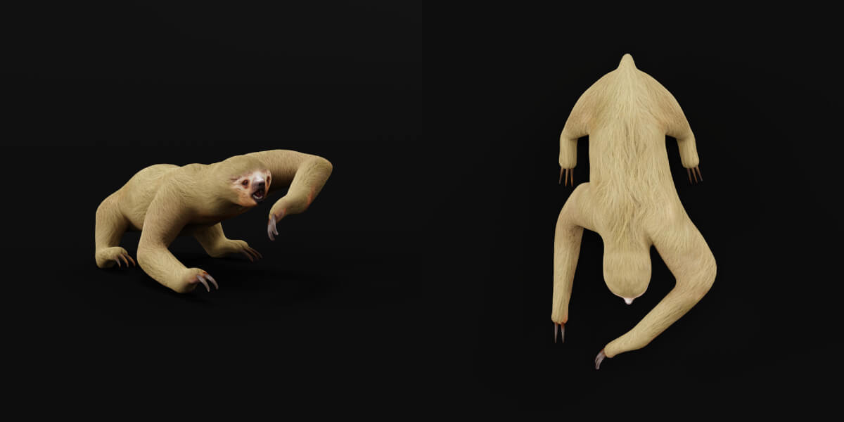 Two Toed Sloth - 3D Model by Nyilonelycompany