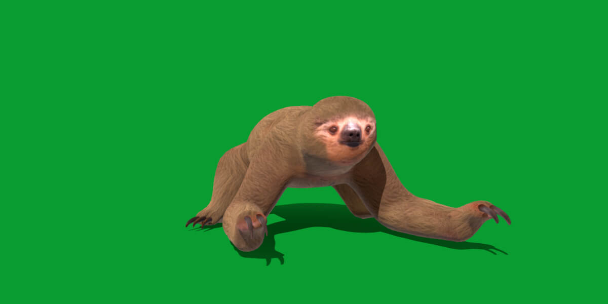Two Toed Sloth - 3D Model by Nyilonelycompany