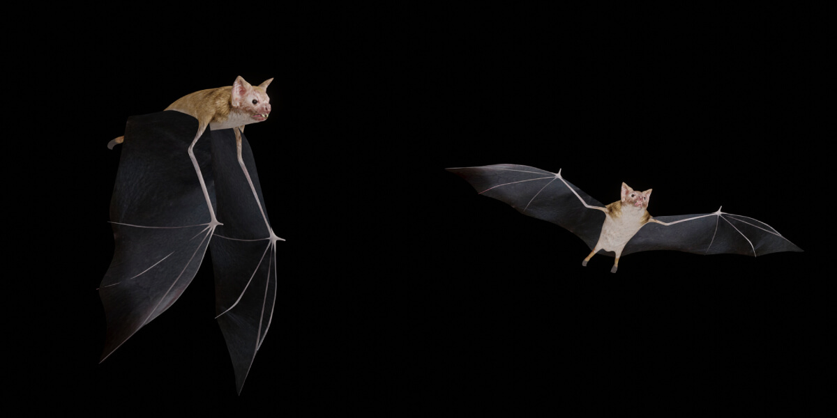 Vampire Bat Animal - 3D Model by Nyilonelycompany