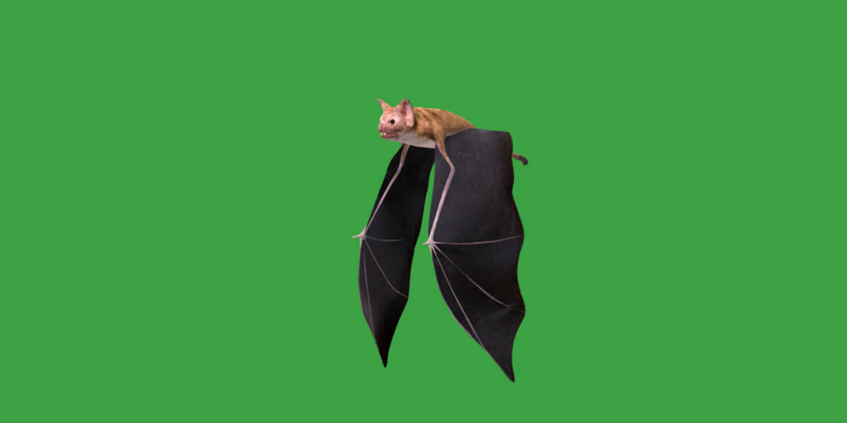 Vampire Bat Animal - 3D Model by Nyilonelycompany