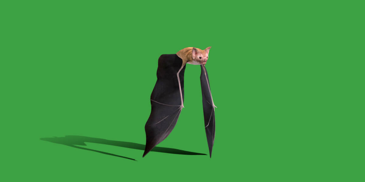 Vampire Bat Animal - 3D Model by Nyilonelycompany
