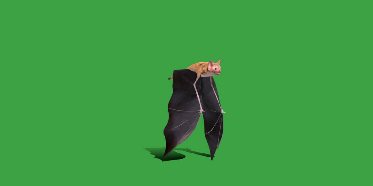 Vampire Bat Animal - 3D Model by Nyilonelycompany