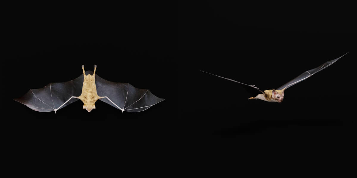 Vampire Bat Animal - 3D Model by Nyilonelycompany
