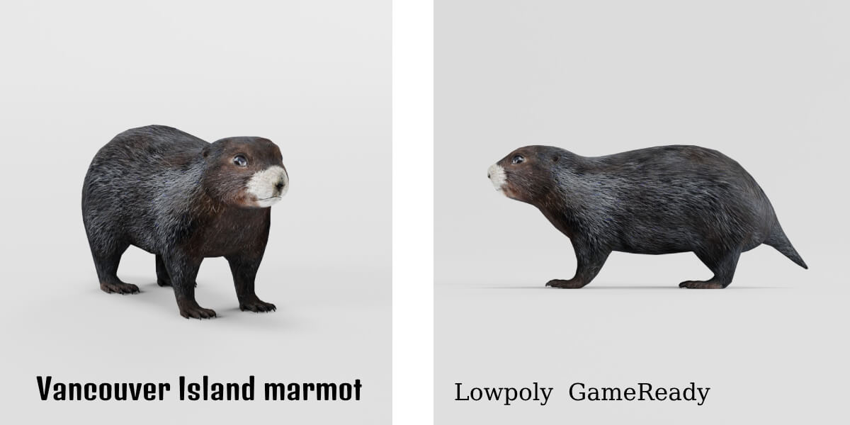 Vancouver Island Marmot Rodent - 3D Model by Nyilonelycompany