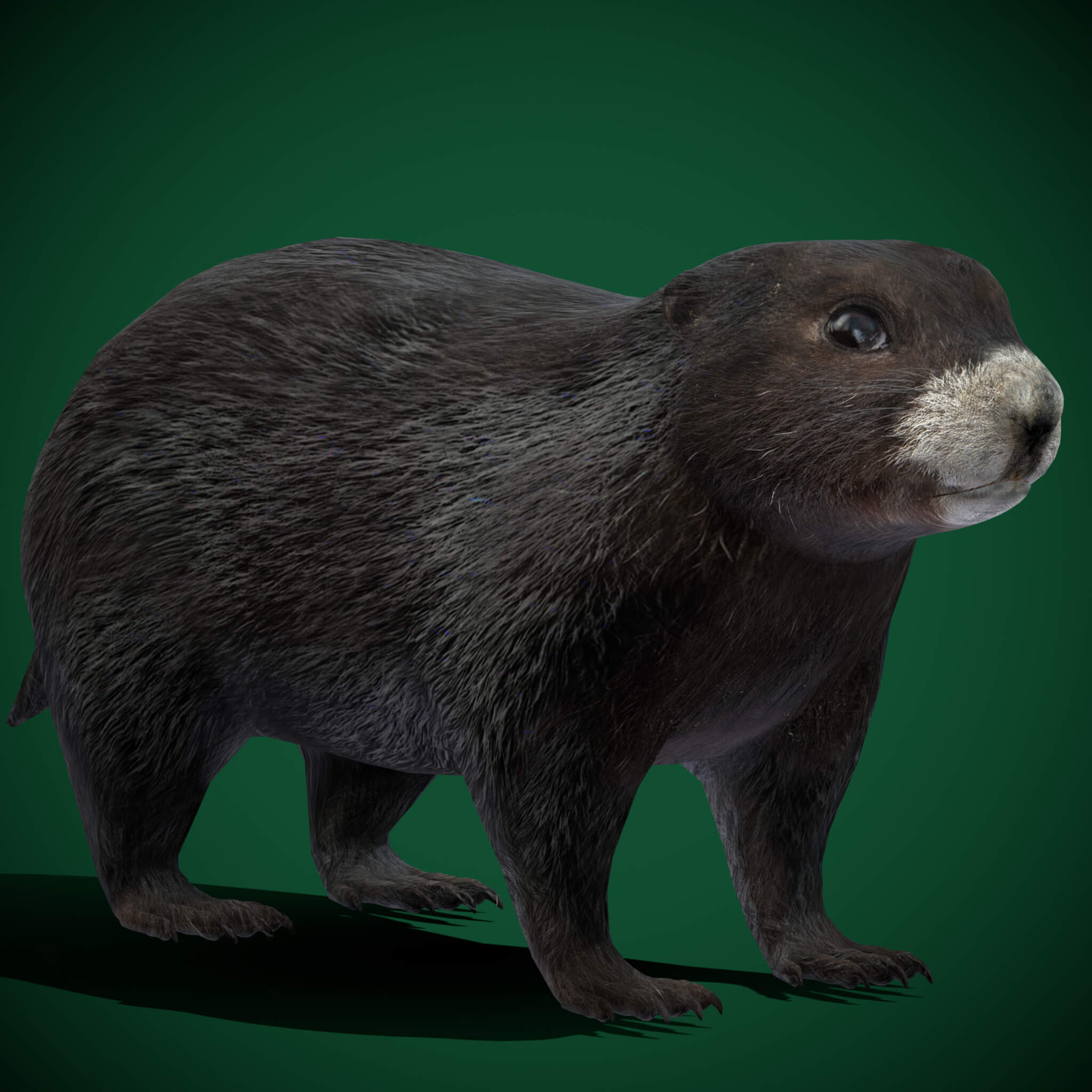 Vancouver Island Marmot Rodent - 3D Model by Nyilonelycompany