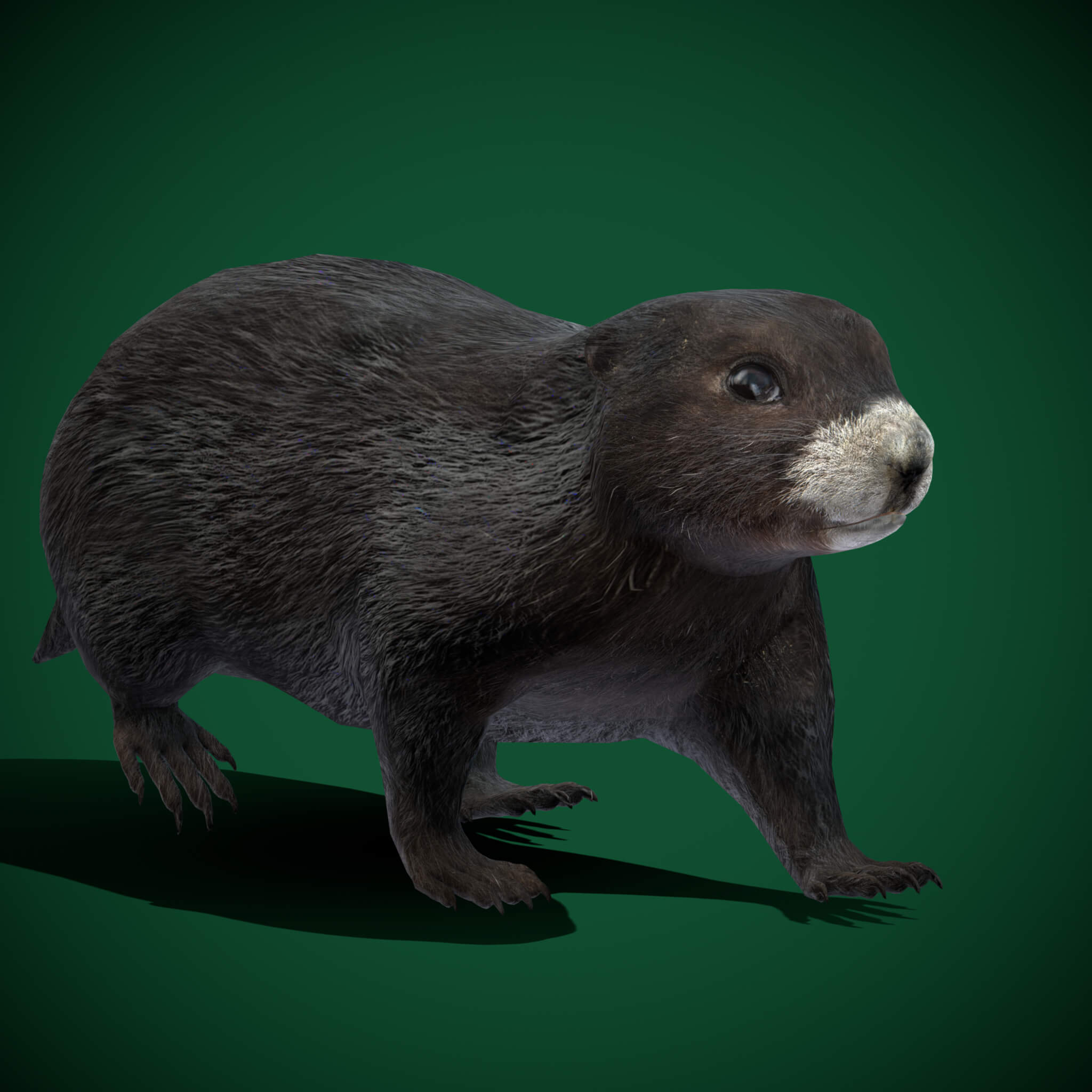 Vancouver Island Marmot Rodent - 3D Model by Nyilonelycompany