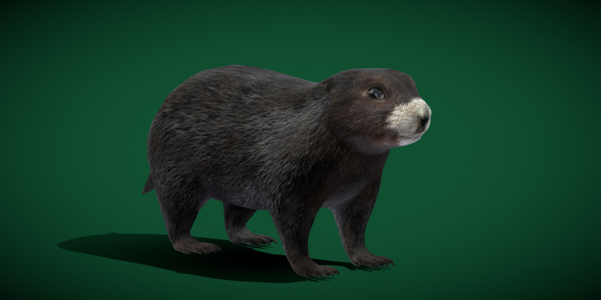 Vancouver Island Marmot Rodent - 3D Model by Nyilonelycompany