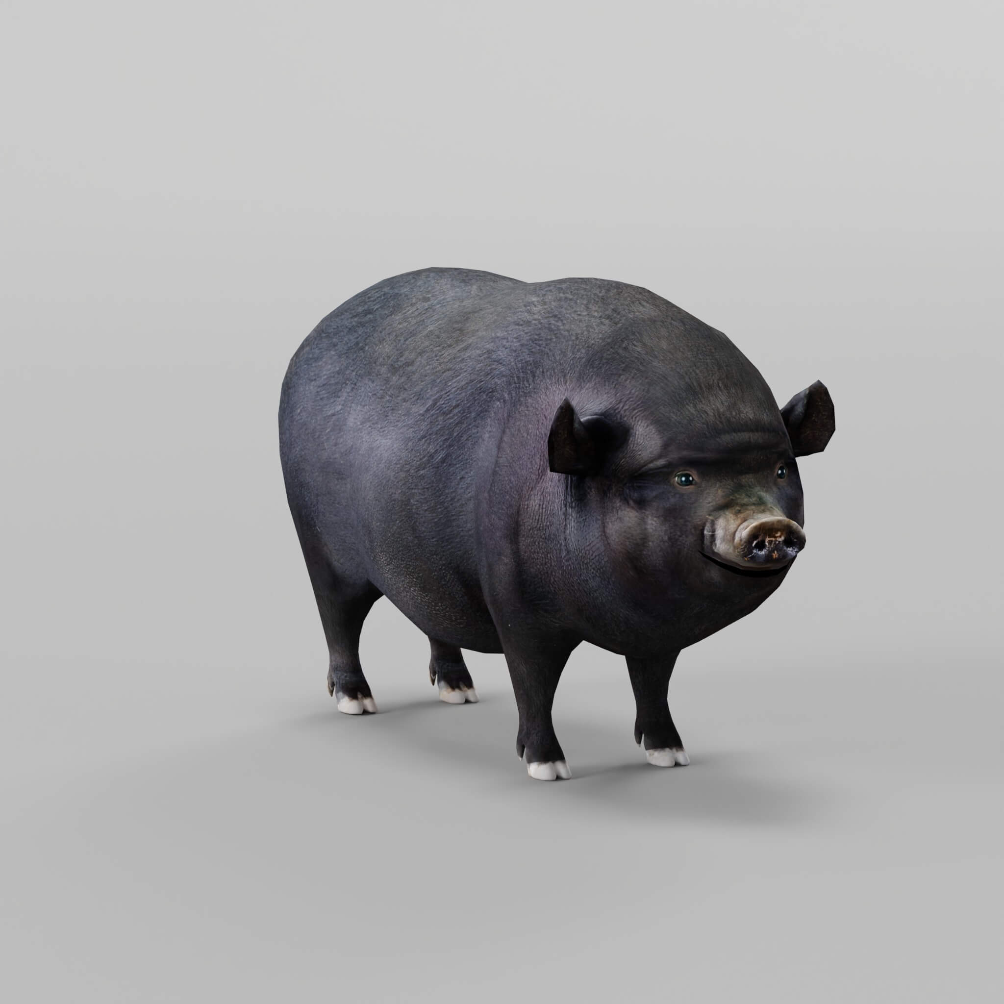Vietnamese Pot-Bellied Pig Animal 3D Model by Nyilonelycompany