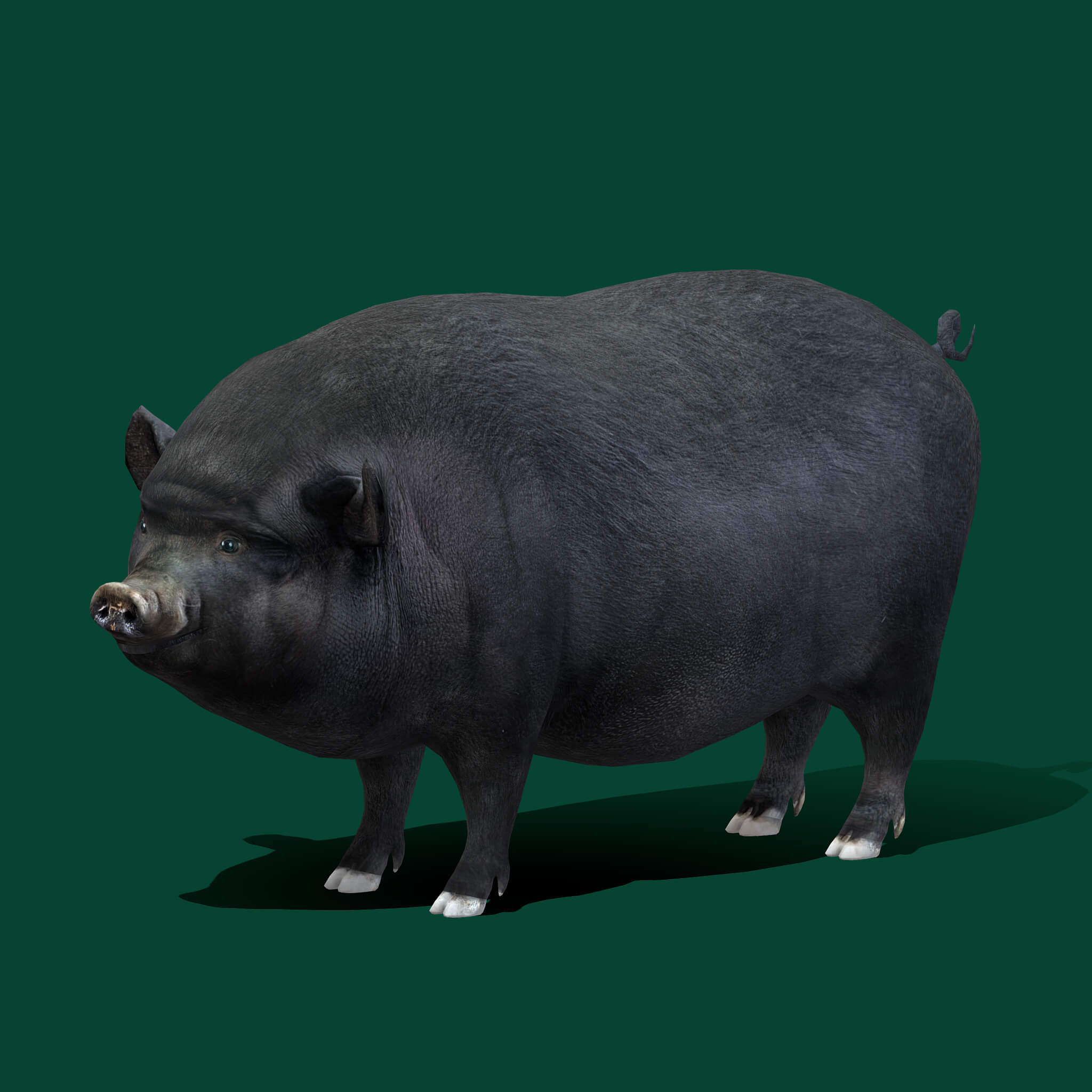 Vietnamese Pot-Bellied Pig Animal 3D Model by Nyilonelycompany