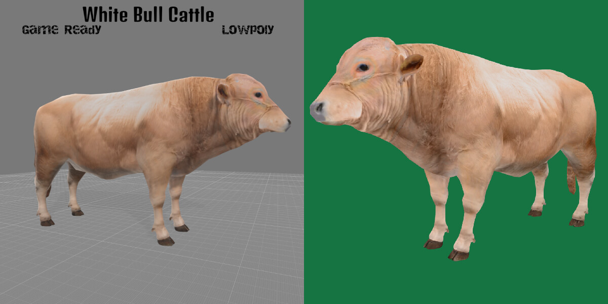 White Bull Cattle - 3D Model by Nyilonelycompany