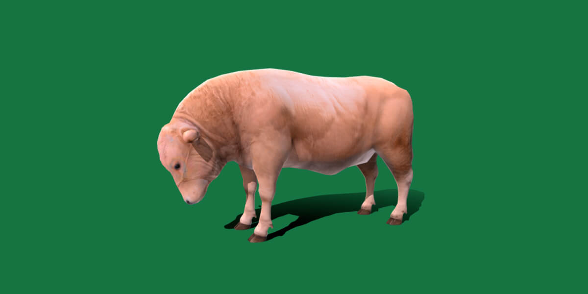 White Bull Cattle - 3D Model by Nyilonelycompany