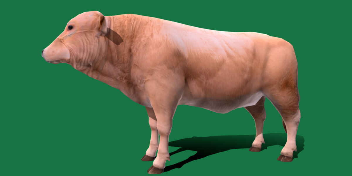 White Bull Cattle - 3D Model by Nyilonelycompany