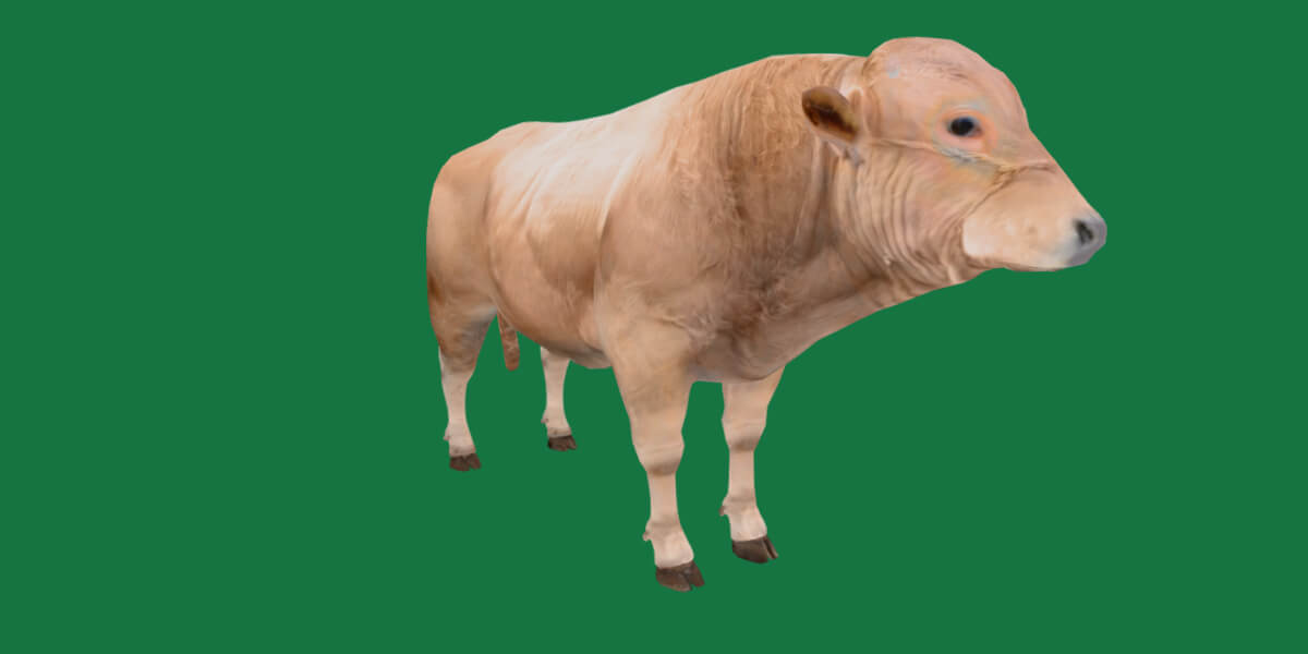 White Bull Cattle - 3D Model by Nyilonelycompany