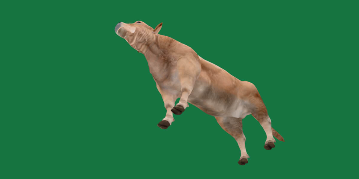 White Bull Cattle - 3D Model by Nyilonelycompany