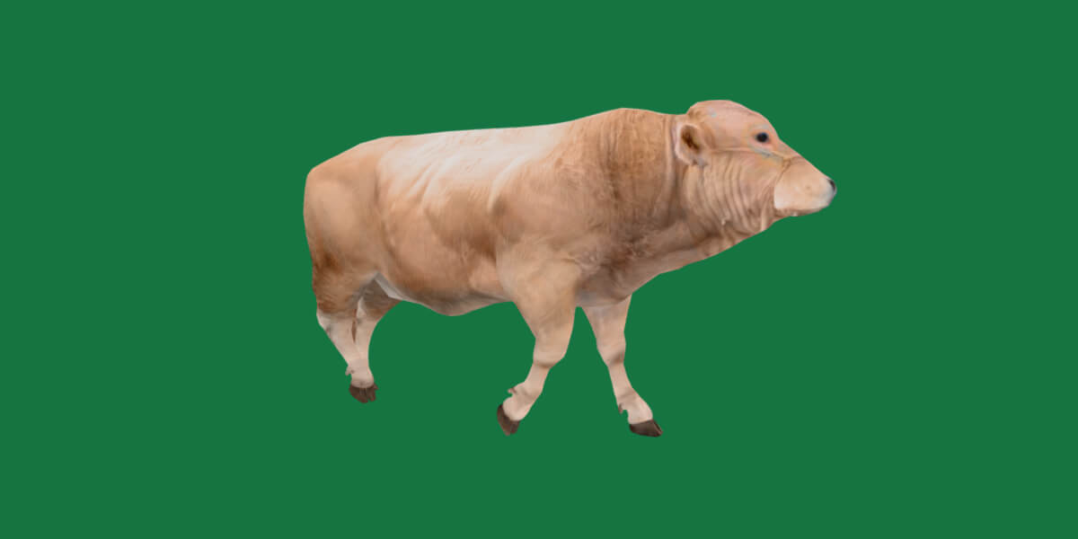 White Bull Cattle - 3D Model by Nyilonelycompany