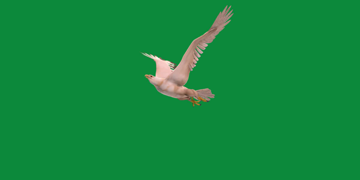 White Morph Gyrfalcon Bird - 3D Model by Nyilonelycompany