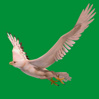 White Morph Gyrfalcon Bird - 3D Model by Nyilonelycompany