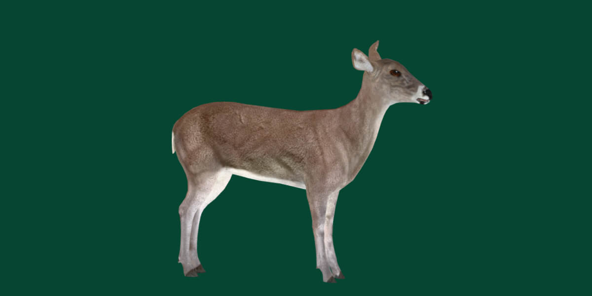 White Tailed Deer Female - 3D Model by Nyilonelycompany