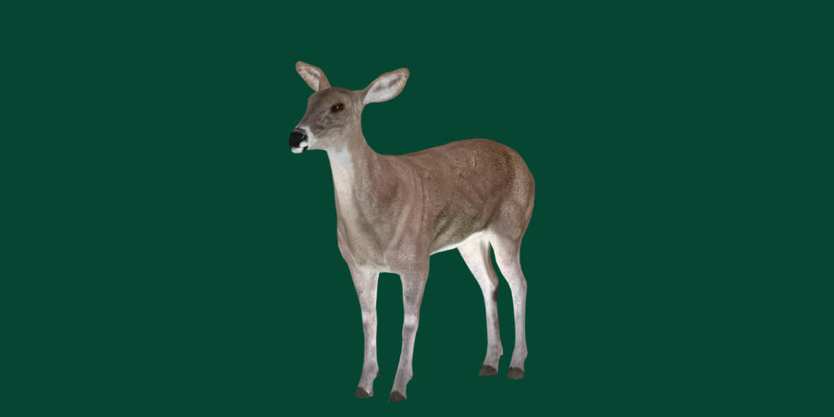 White Tailed Deer Female - 3D Model by Nyilonelycompany