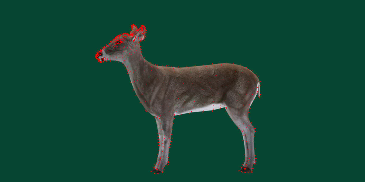 White Tailed Deer Female - 3D Model by Nyilonelycompany