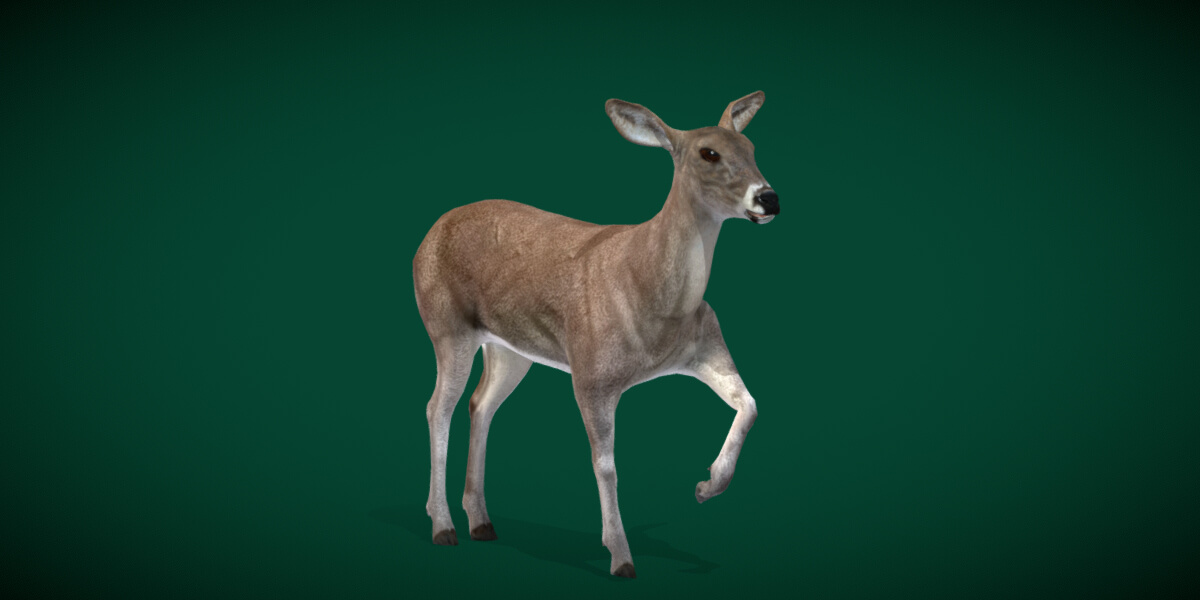 White Tailed Deer Female - 3D Model by Nyilonelycompany