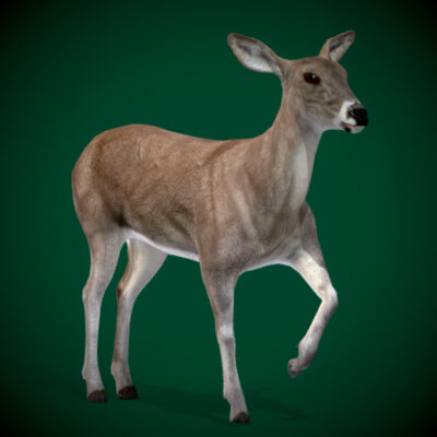 White Tailed Deer Female - 3D Model by Nyilonelycompany