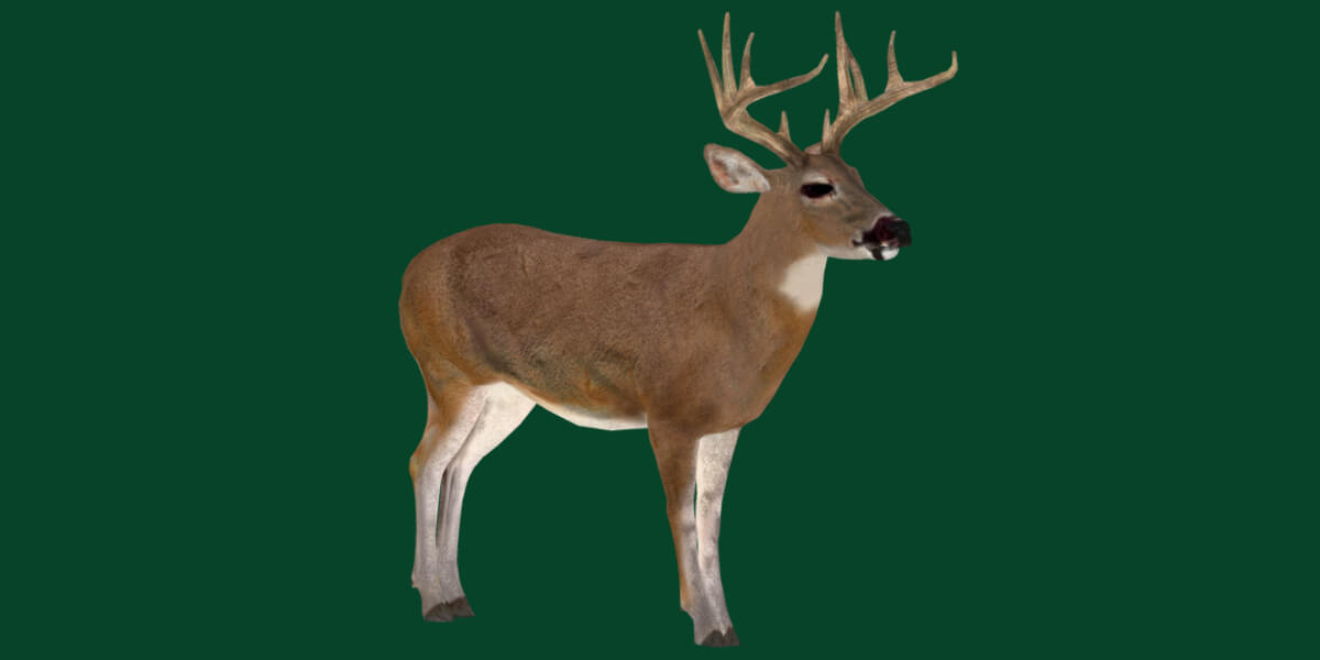 White Tailed Male Deer - 3D Model by Nyilonelycompany