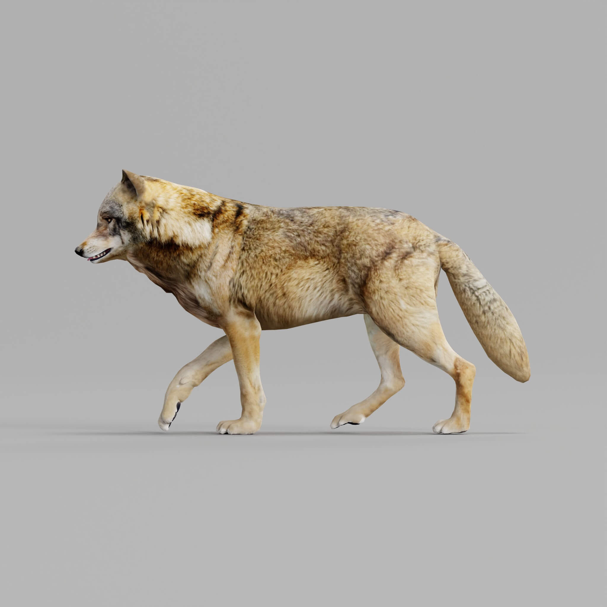 Canis Lupus Gray Wolf - 3D Model by Nyilonelycompany