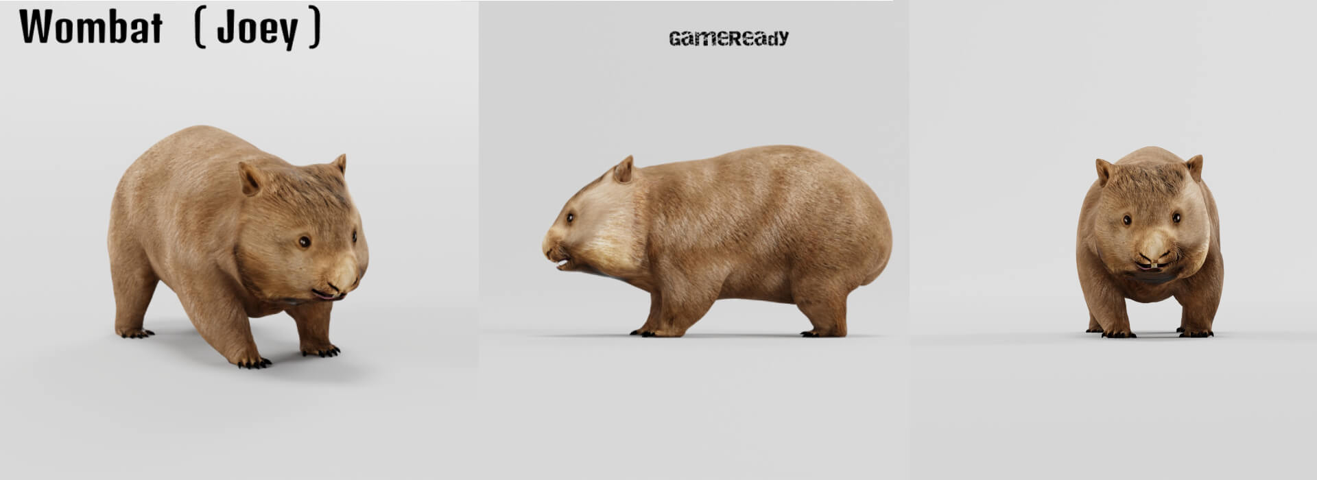 Wombats Animal Game Ready - 3D Model by Nyilonelycompany