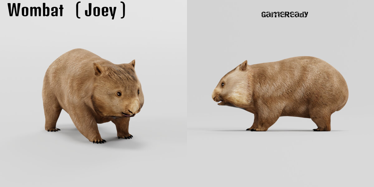 Wombats Animal Game Ready - 3D Model by Nyilonelycompany