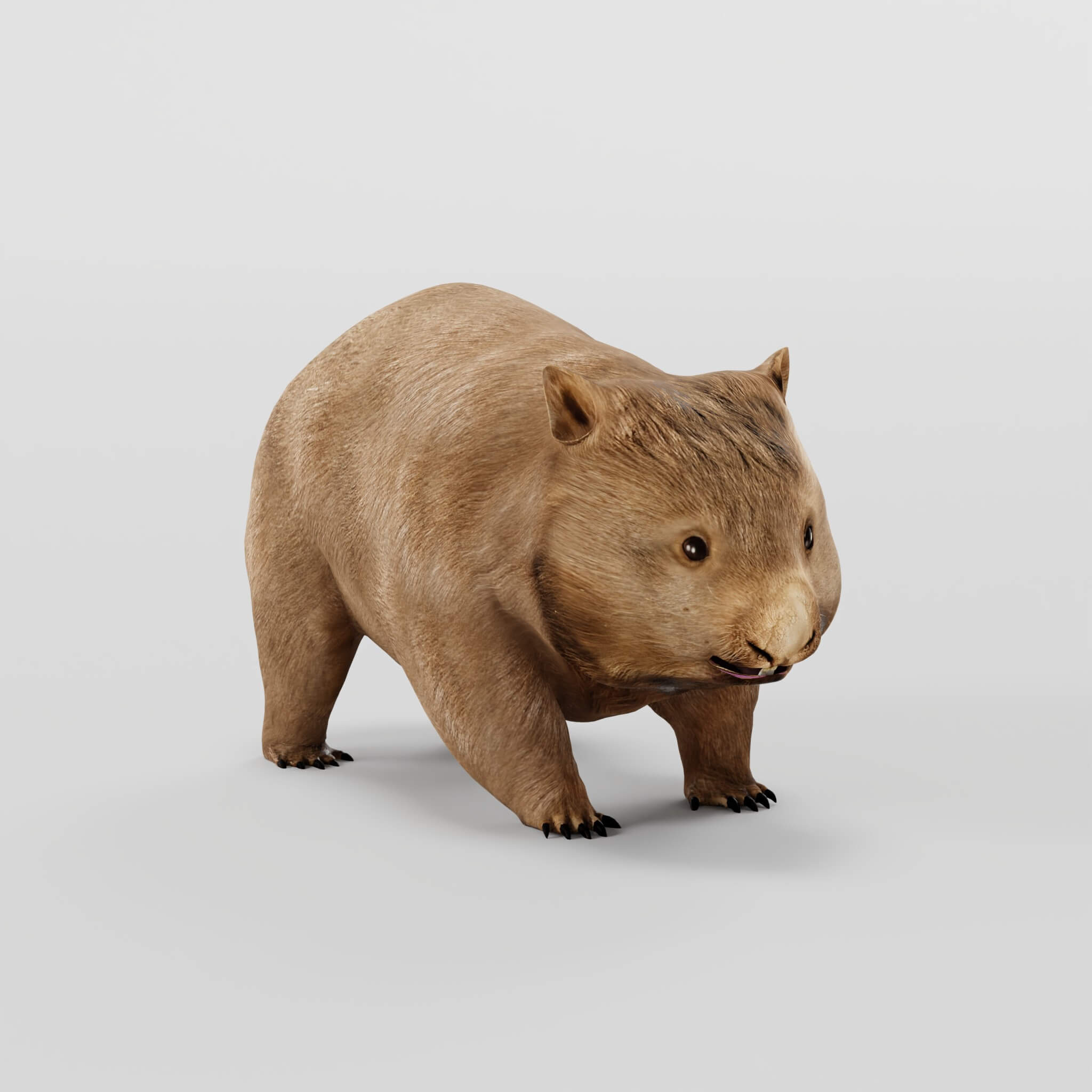 Wombats Animal Game Ready - 3D Model by Nyilonelycompany