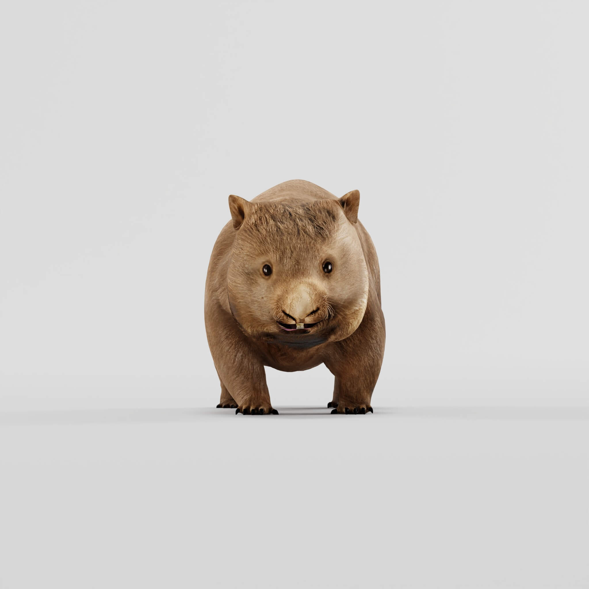 Wombats Animal Game Ready - 3D Model by Nyilonelycompany