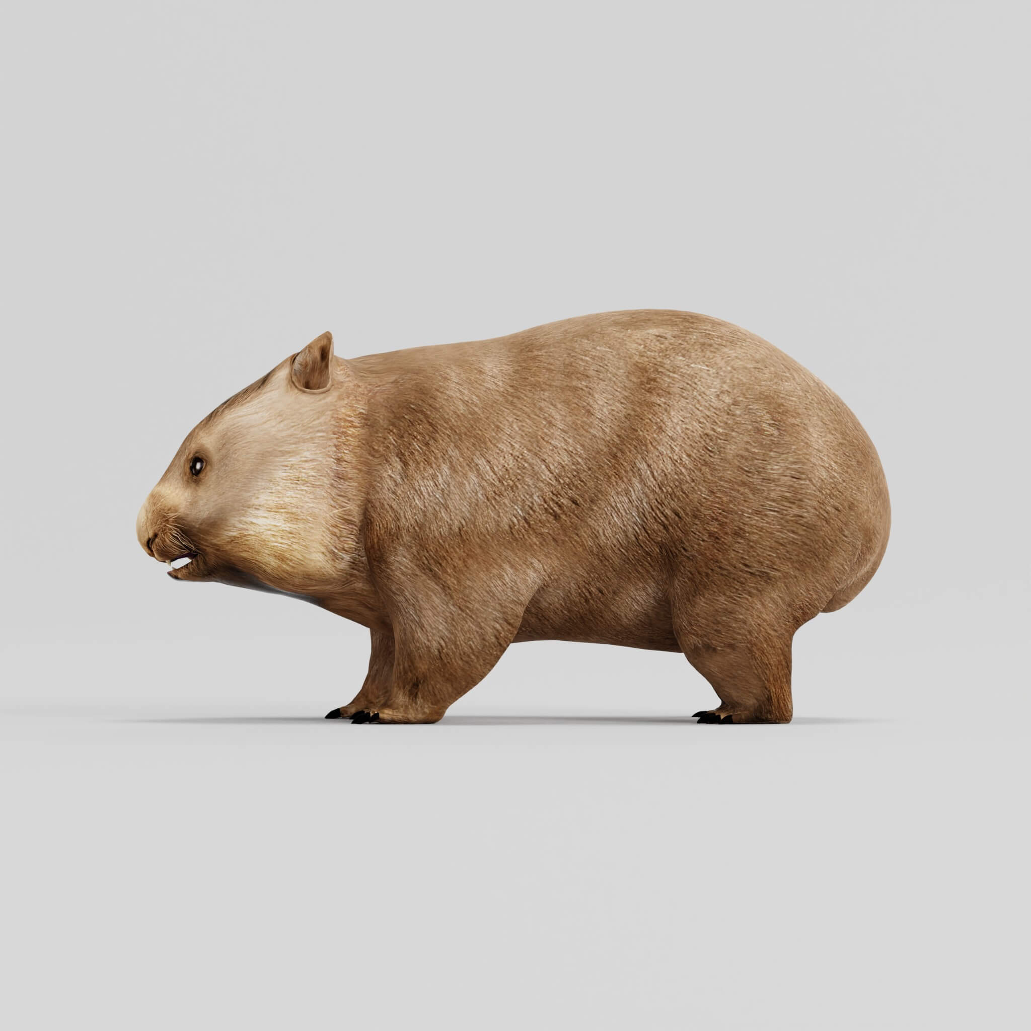 Wombats Animal Game Ready - 3D Model by Nyilonelycompany