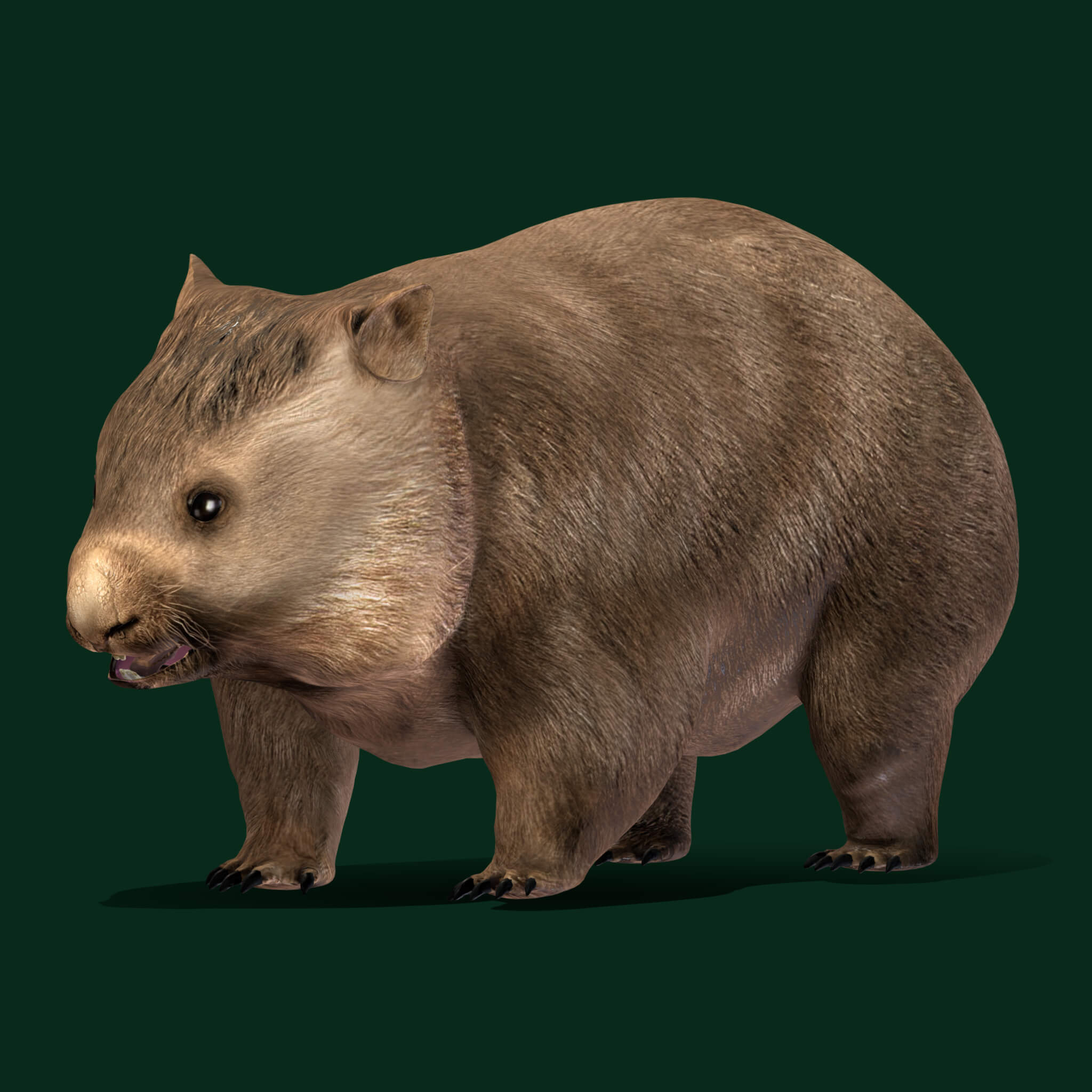 Wombats Animal Game Ready - 3D Model by Nyilonelycompany