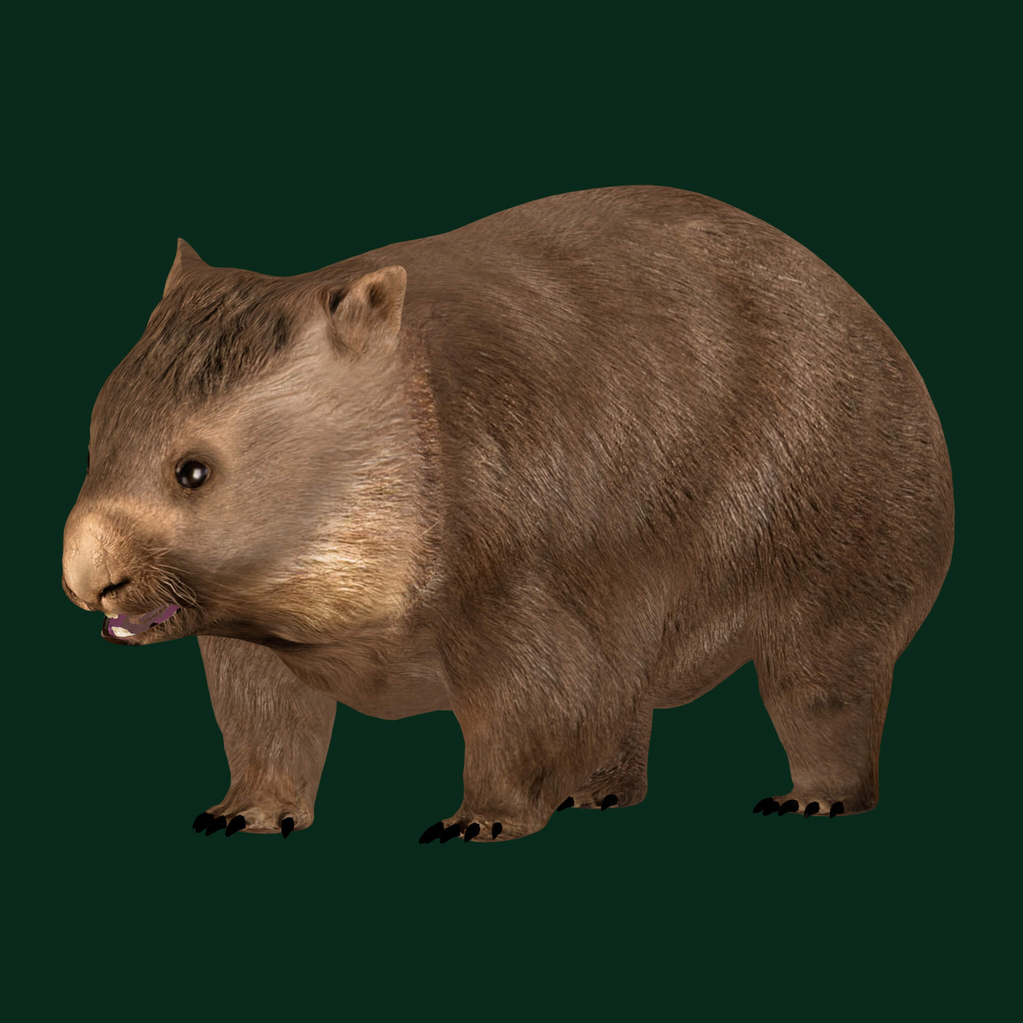 Wombats Animal Game Ready - 3D Model by Nyilonelycompany