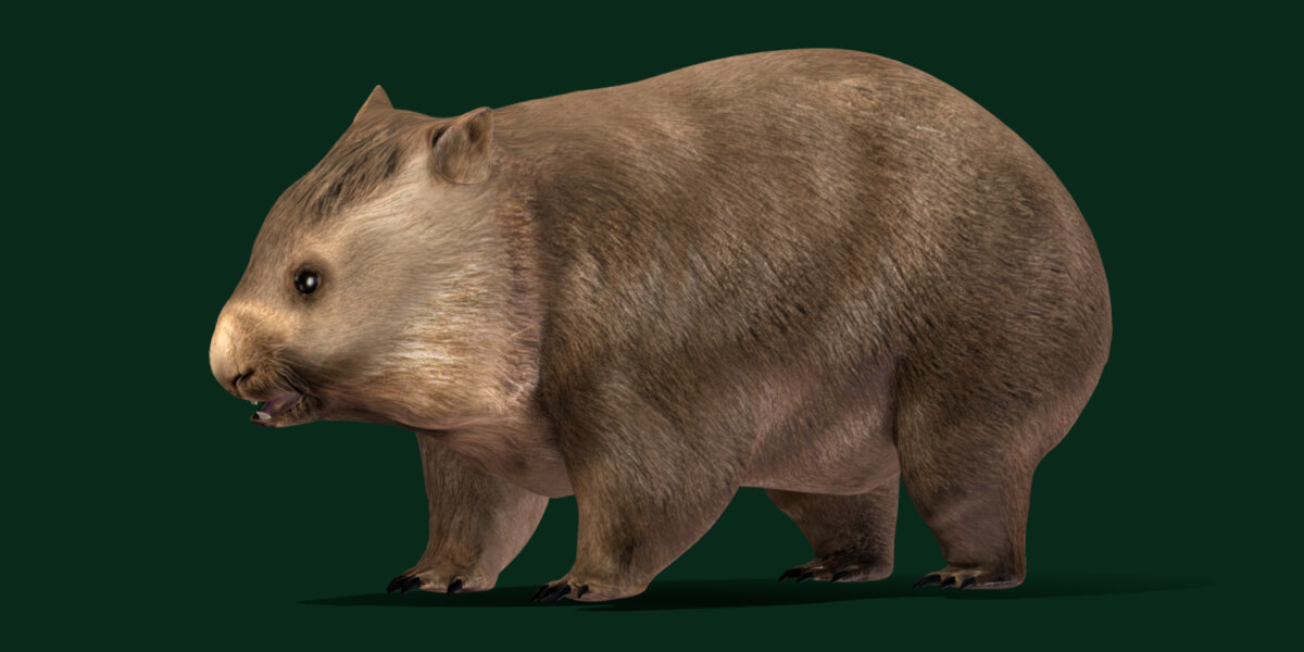 Wombats Animal Game Ready - 3D Model by Nyilonelycompany