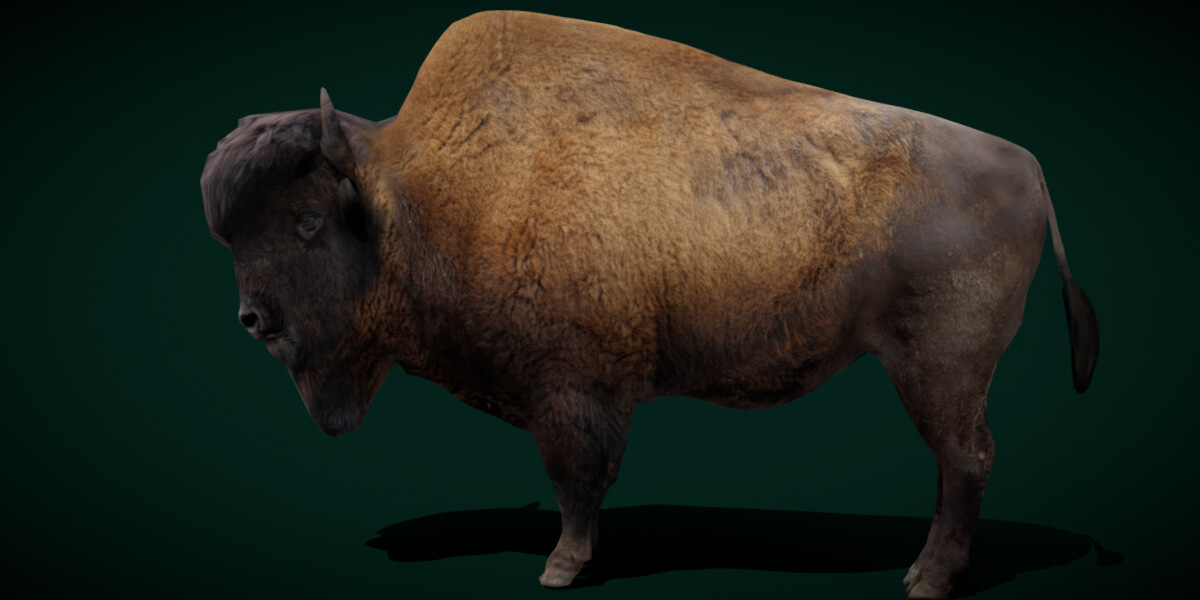 Wood Bison Animals - 3D Model by Nyilonelycompany