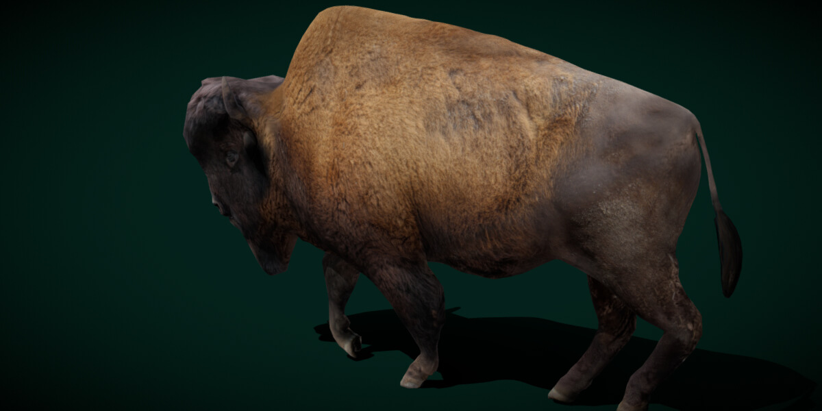Wood Bison Animals - 3D Model by Nyilonelycompany
