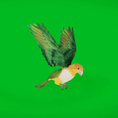 Yellow-Thighed Parrot Bird 3D Model by Nyilonelycompany