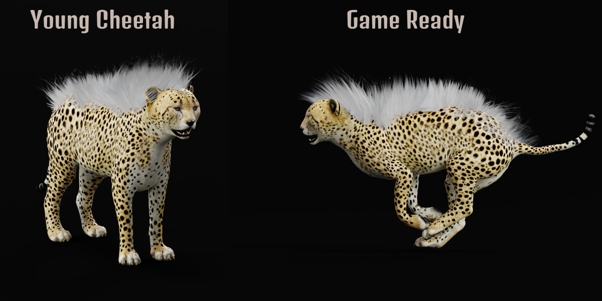 Young Cheetah Animal - 3D Model by Nyilonelycompany