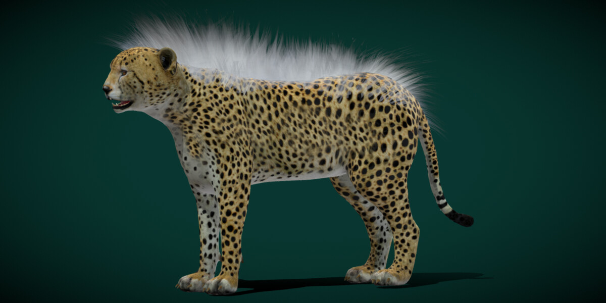 Young Cheetah Animal - 3D Model by Nyilonelycompany