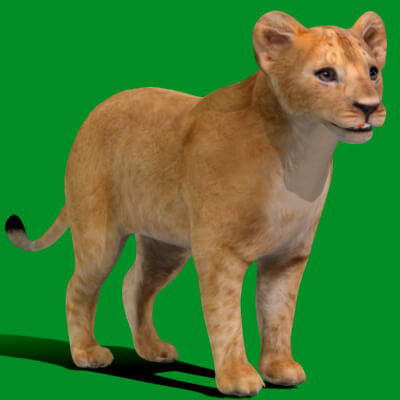 Young Lion Cub - 3D Model by Nyilonelycompany
